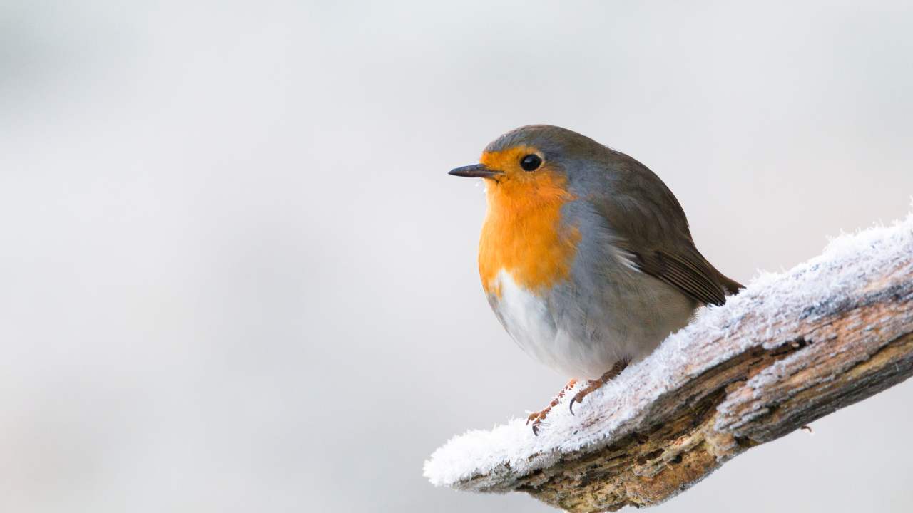En novembre, aidez les rouges-gorges à survivre à l’hiver avec cet ...